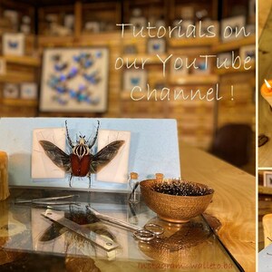 Véritable hémiptère pour oeuvre d'art Aphaena submaculata, insecte non ...