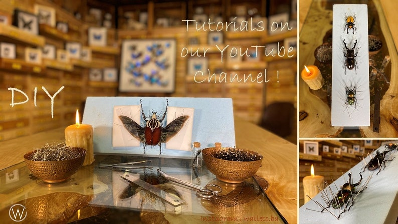 Véritable hémiptère pour oeuvre d'art Aphaena submaculata, insecte non ...