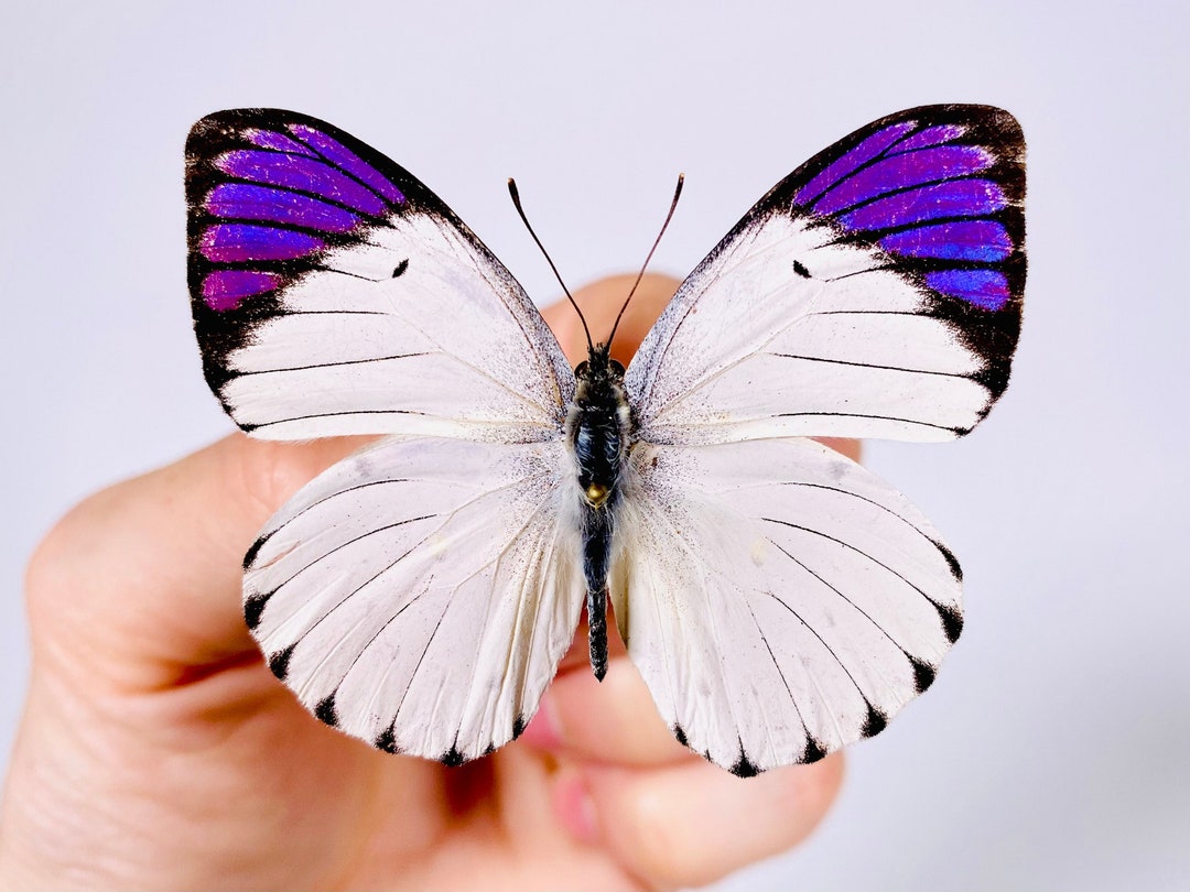 Colotis Regina Kenya - KE Queen Purple Tip Real Butterfly Unmounted for ...