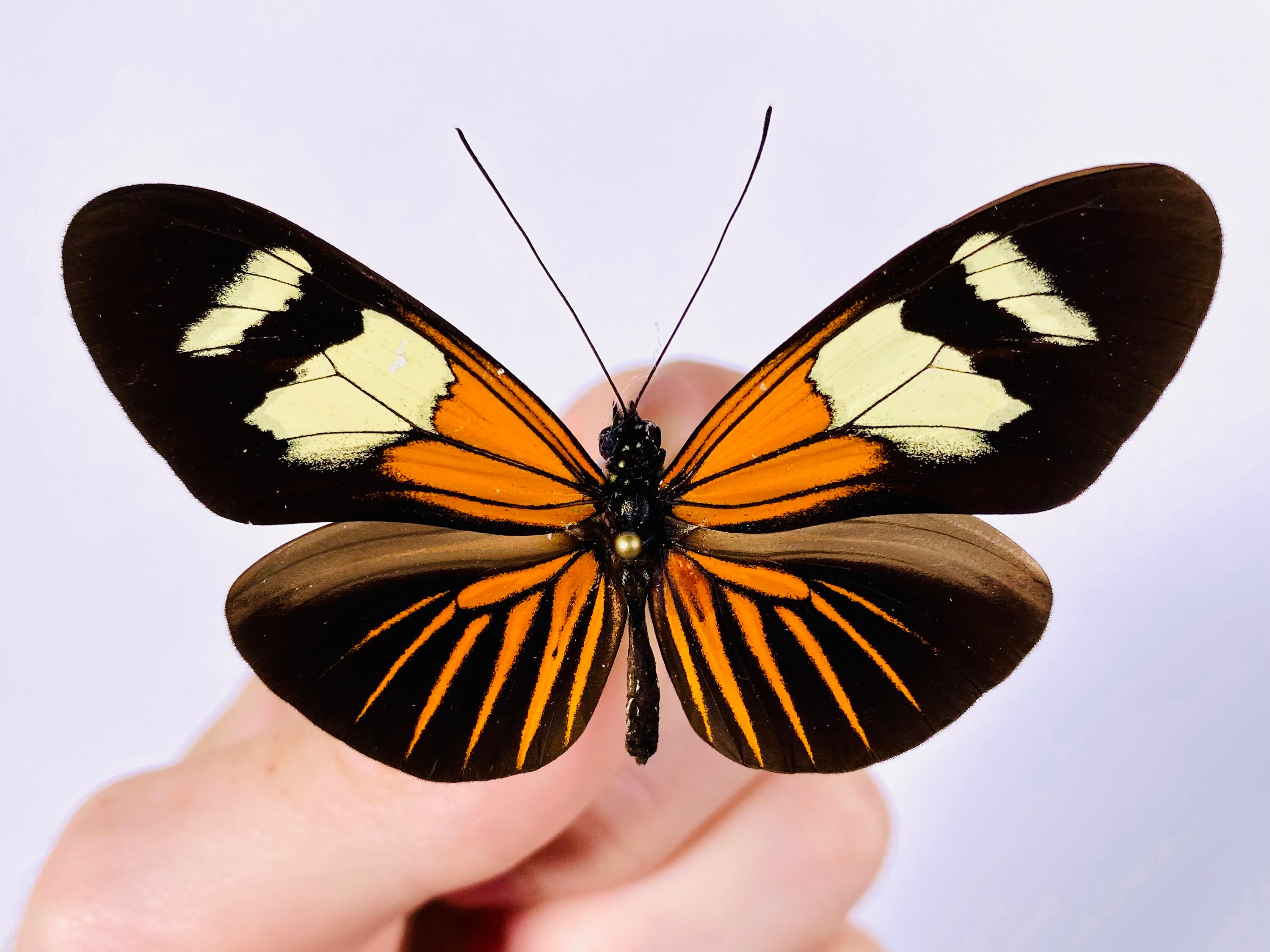 Orange Heliconius