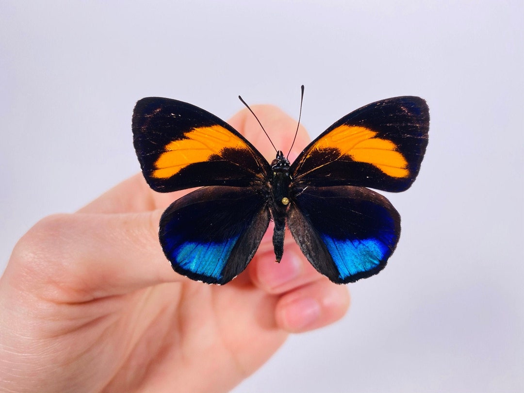 Callicore Pastazza for Insect Artwork, Butterflies Collection or ...