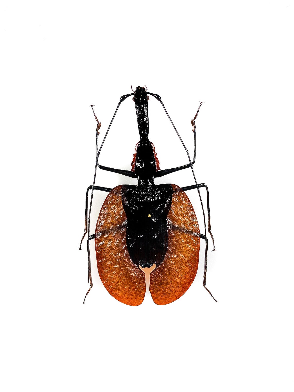 Real Violin Beetle for Art Project Mormolyce Phyllodes | Etsy