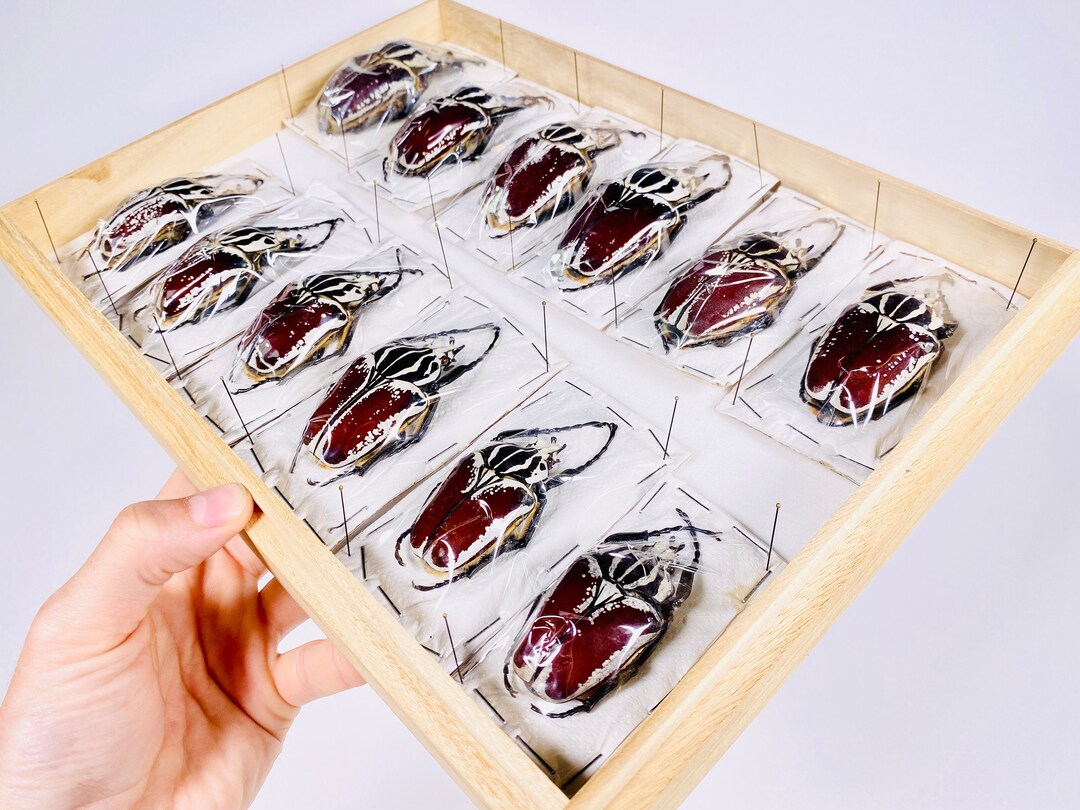 Goliathus Goliatus Rare Specimens by the Unit # 21 to #32 Real Beetle ...