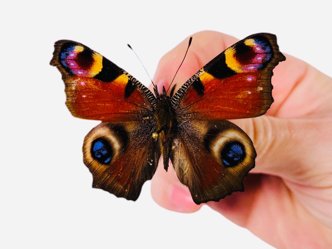 Inachis Io for Insect Artwork, Butterflies Collection or Taxidermy ...