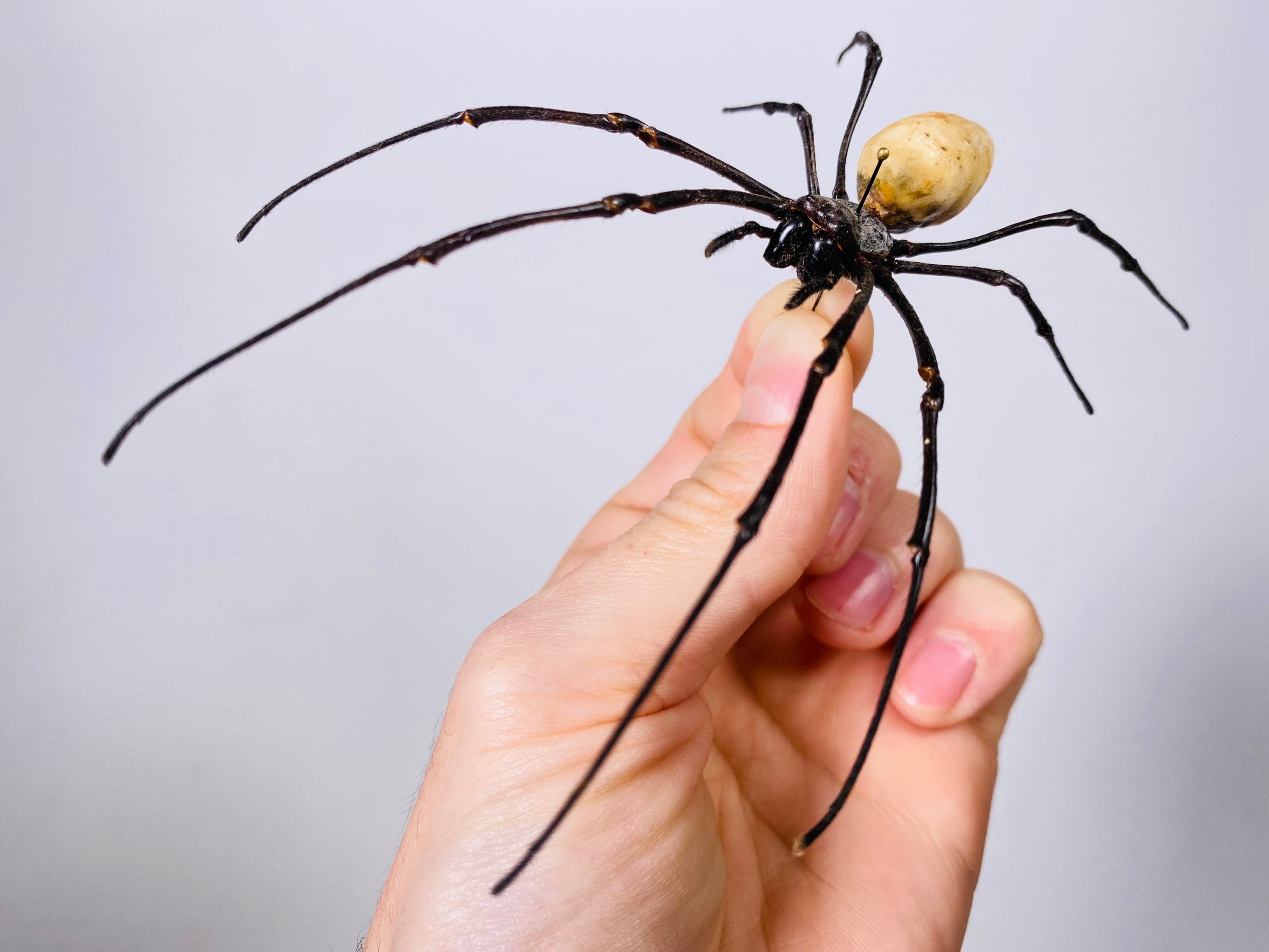 Nephila Spider