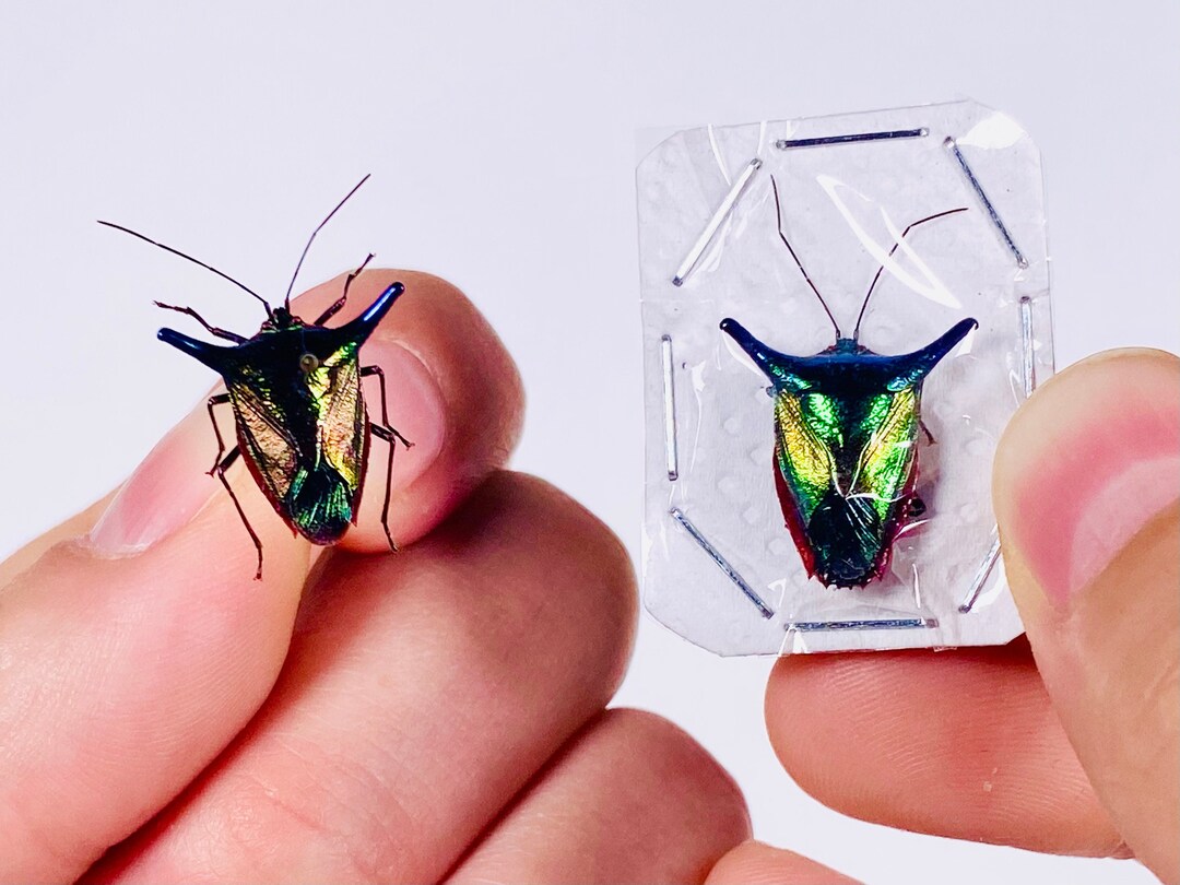 Double Horned Hemiptera Stink Bug Green Metallic Real Insect Unmounted ...