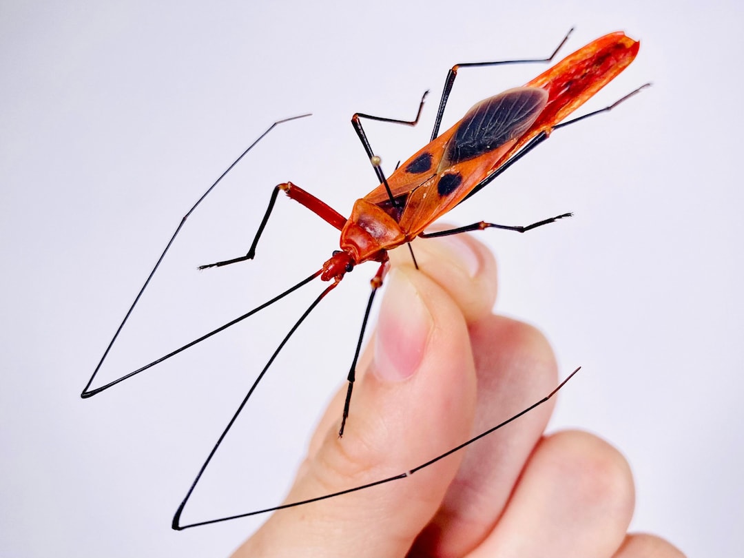Lohita Grandis Thailand - TH Red Stink Bug Real Insect Unmounted for ...
