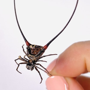 Strange Spinny Spider Gasteracantha Sp. Indonesia - ID for Artwork ...