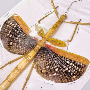 Big Phasm Stick Insect With Wings Anchiale Maculata Unmonted for ...
