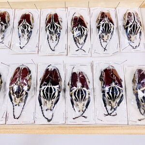 Goliathus Goliatus Rare Specimens by the Unit # 21 to #32 Real Beetle ...
