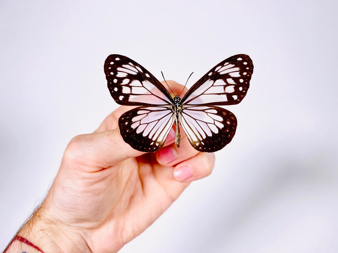 Parantica Vitrina Philippines - PH Real Butterfly Unmounted for Artwork ...