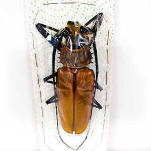 Real Giant Long Horned Beetle Callipogon Armillatus, Unmounted Insect ...