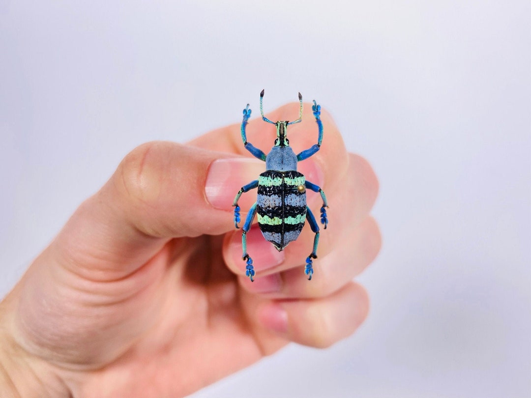 Real Blue Beetle for Art Project Eupholus Magneficus, Indonesia - ID ...