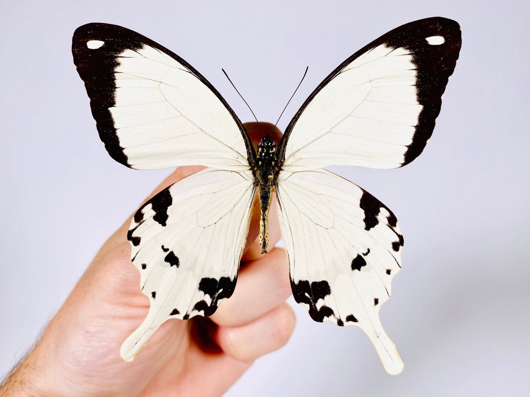 Flying Handkerchief Papilio Dardanus Real Butterfly Unmounted for ...