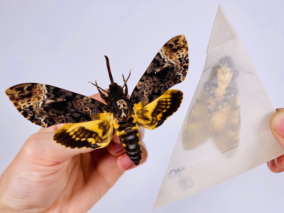 Deaths Head Hawkmoth Acherontia Styx Thailand Moth for Artwork ...