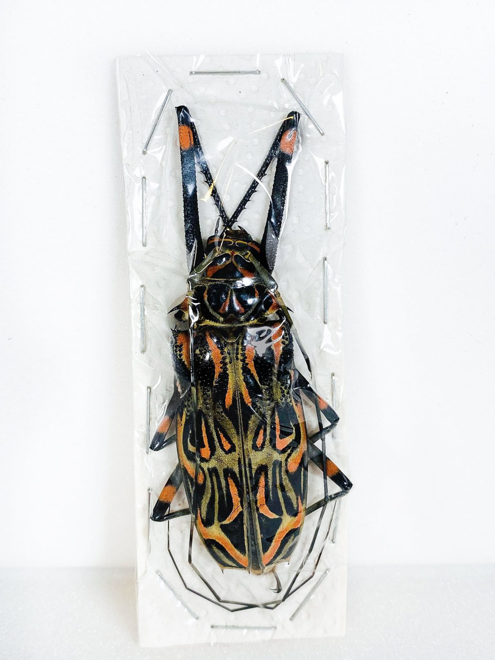 Real Harlequin Long Horned Beetle for Insect Artwork Acrocinus | Etsy