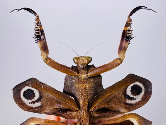 Giant Dead Leaf Mantis for Artwork Spead Deroplatys Desicata - Etsy