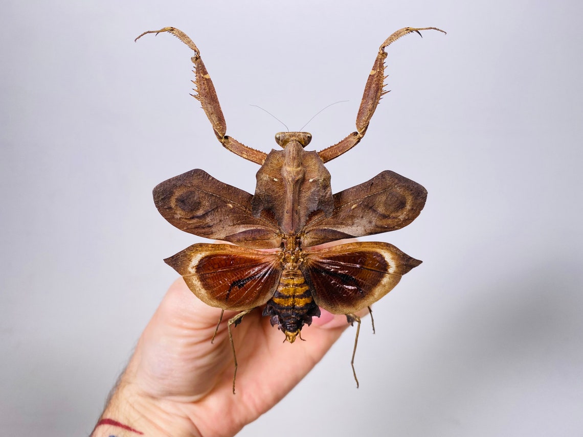 Giant Dead Leaf Mantis for Artwork Spead Deroplatys Desicata - Etsy