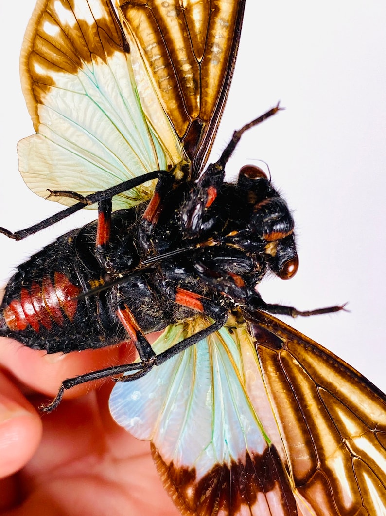 Blue Cicada Tosena Splendida for Jewelry Creation Unmounted | Etsy