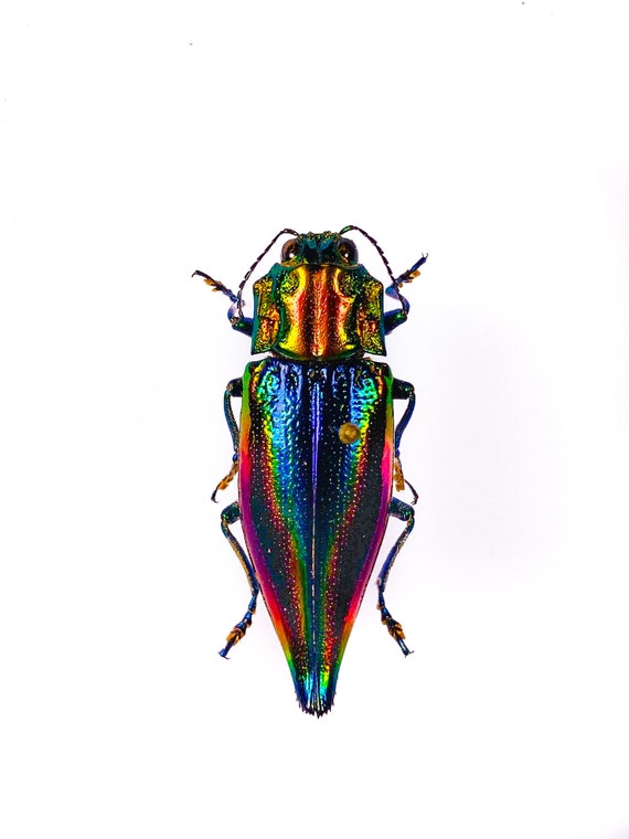 Rainbow Beetle