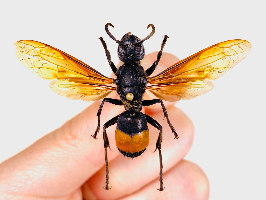 Vespa analis Wasp, Indonésie - ID Spread Insecte non monté pour oeuvre ...