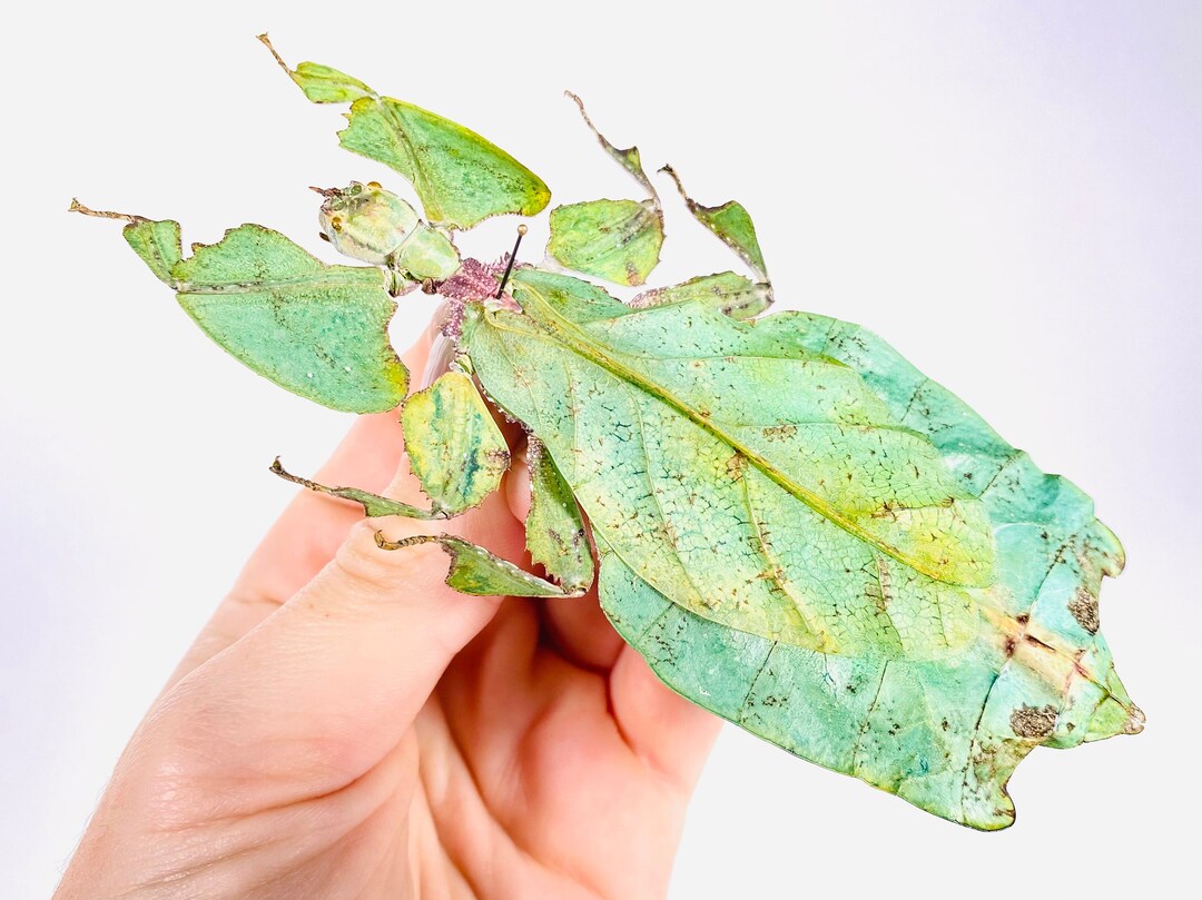 Phyllium Giganteum Female Real Leaf Insect Unmounted for Artwork ...