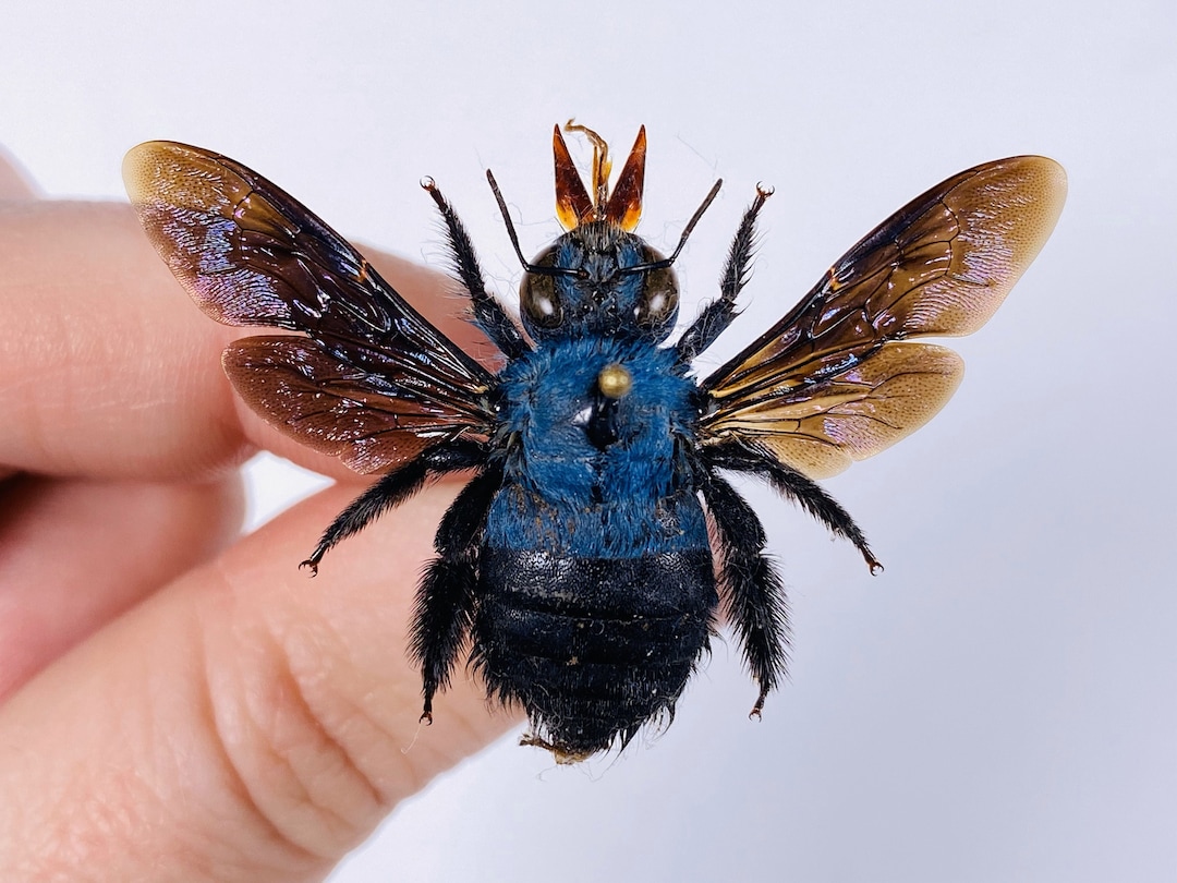 Blue Bumble Bee With Purple Metallic Wings Xylocopa Caerulea Indonesia ...