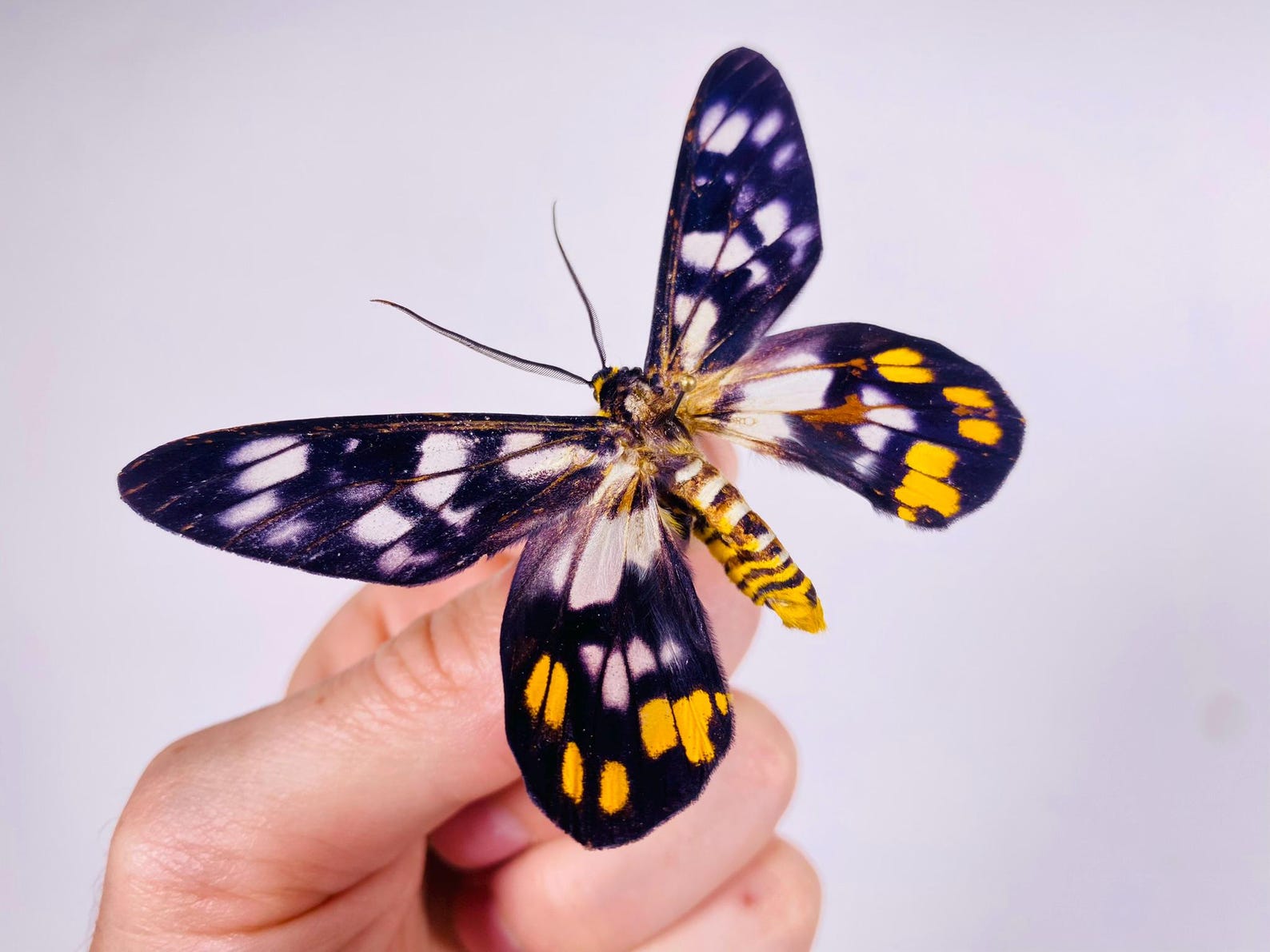 Papillon Dysphania Numana Contracta Non Monté Pour œuvre D'art Sur Les ...