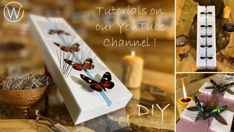 The Real Elvis Presley Bug Catacanthus Incarnatus Unmounted - Etsy