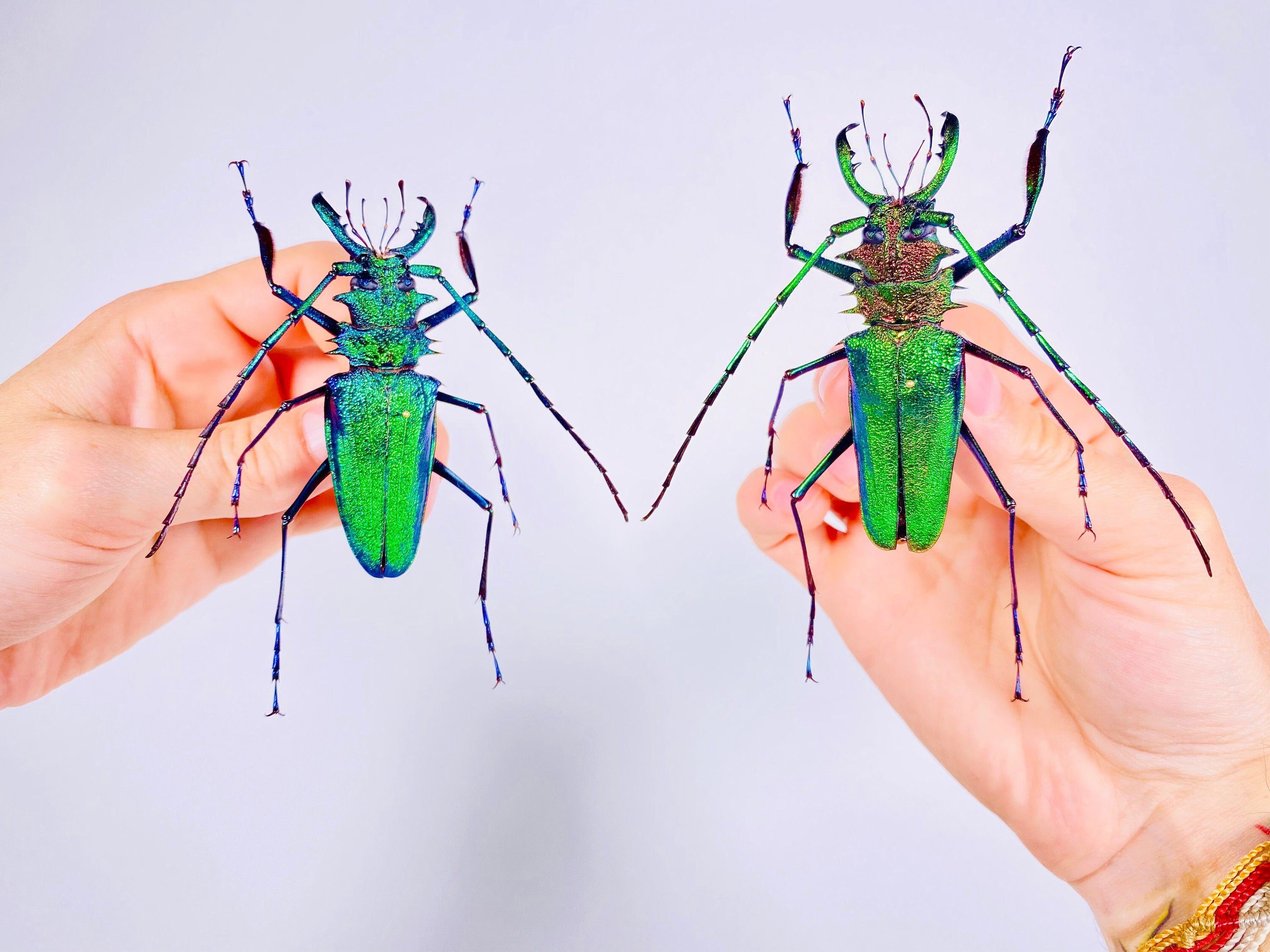 Psalidognathus friendi rare real long horned emerald metalic, Colombia ...