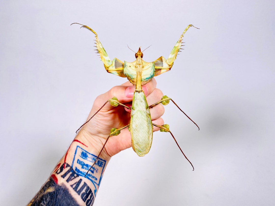 Mante Géante à La Fleur Du Diable Pour L’œuvre D’art Idolomantis ...