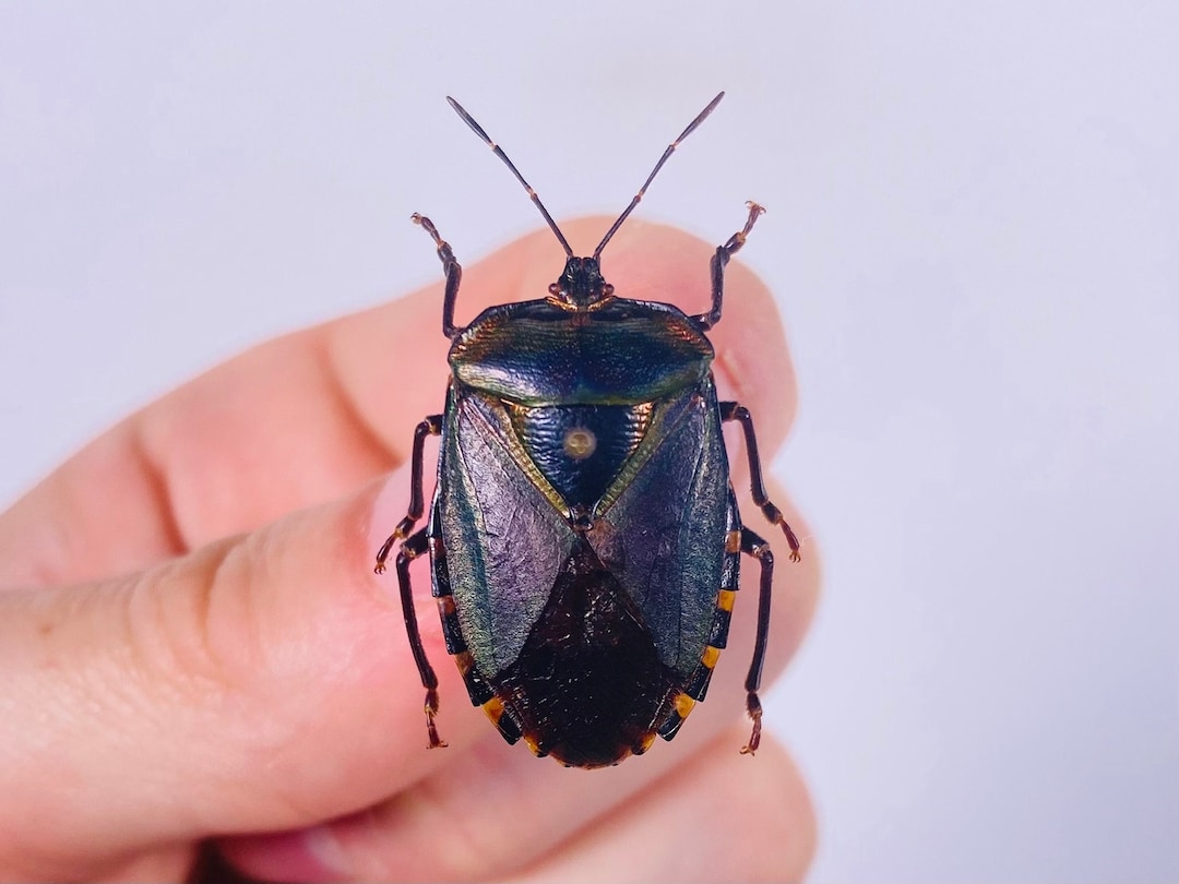 Mattiphus Celebensis Shield Bug for Insect Artwork, Shield Bug ...