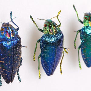 Real Blue Saphire Metallic Gem Jewel Beetle Polybothris Sumptuosa Gemma ...
