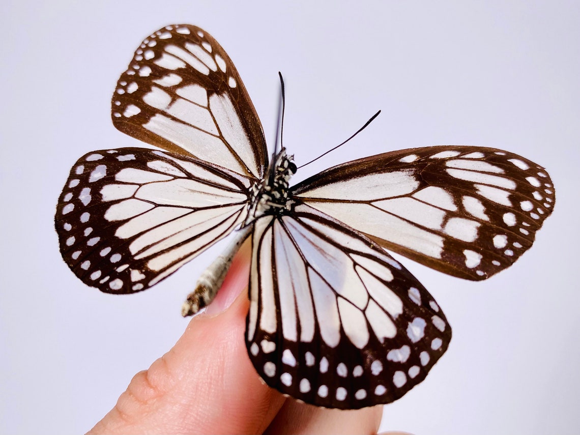 Parantica Vitrina Real Butterfly Unmounted for Artwork - Etsy Canada