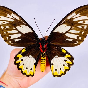 Ornithoptera Priamus Poseidon in Pair Real Birdwing Butterflies ...