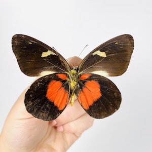 Red and Black Delias Aruna Seriata for Insect Artwork - Etsy