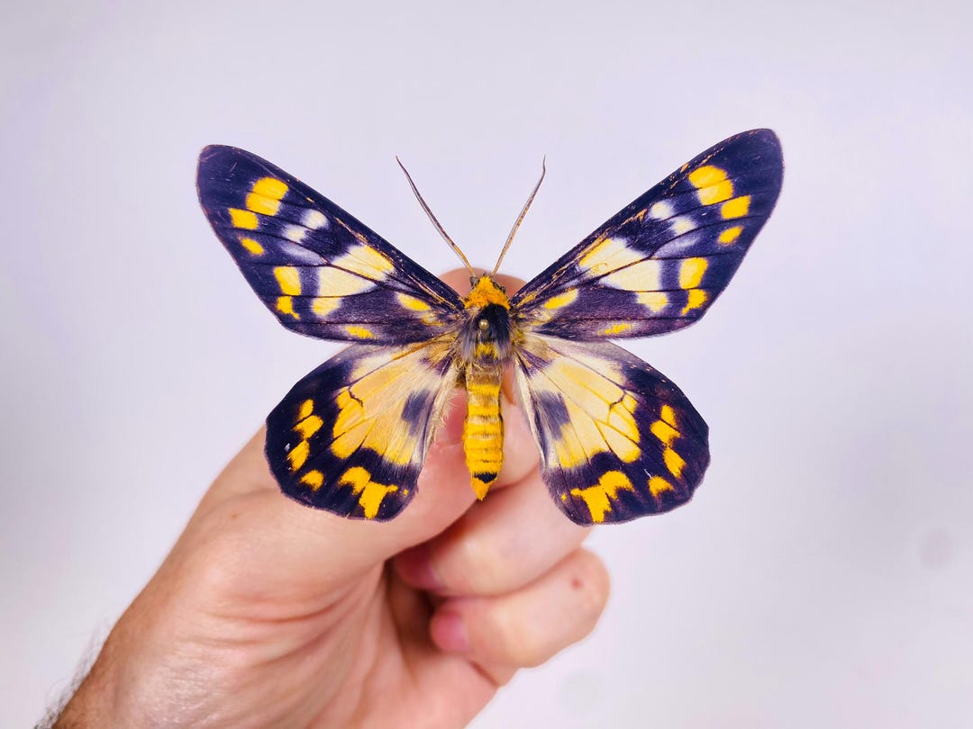 Dysphania Numana Numana Indonesia - ID Butterfly Unmounted for Insect ...