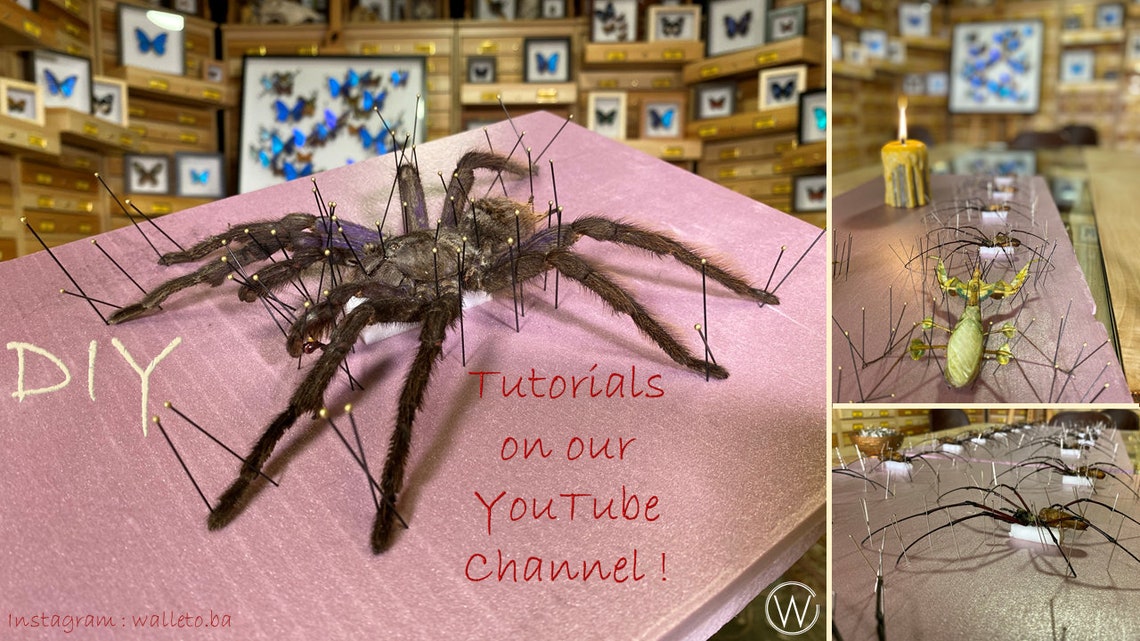 Strange Spinny Spider Gasteracantha Sp. Indonesia - ID for Artwork ...