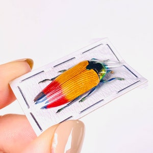 Yellow Red Blue Coppery Jewel Beetle Metaxymorpha Apicalis Indonesia ...