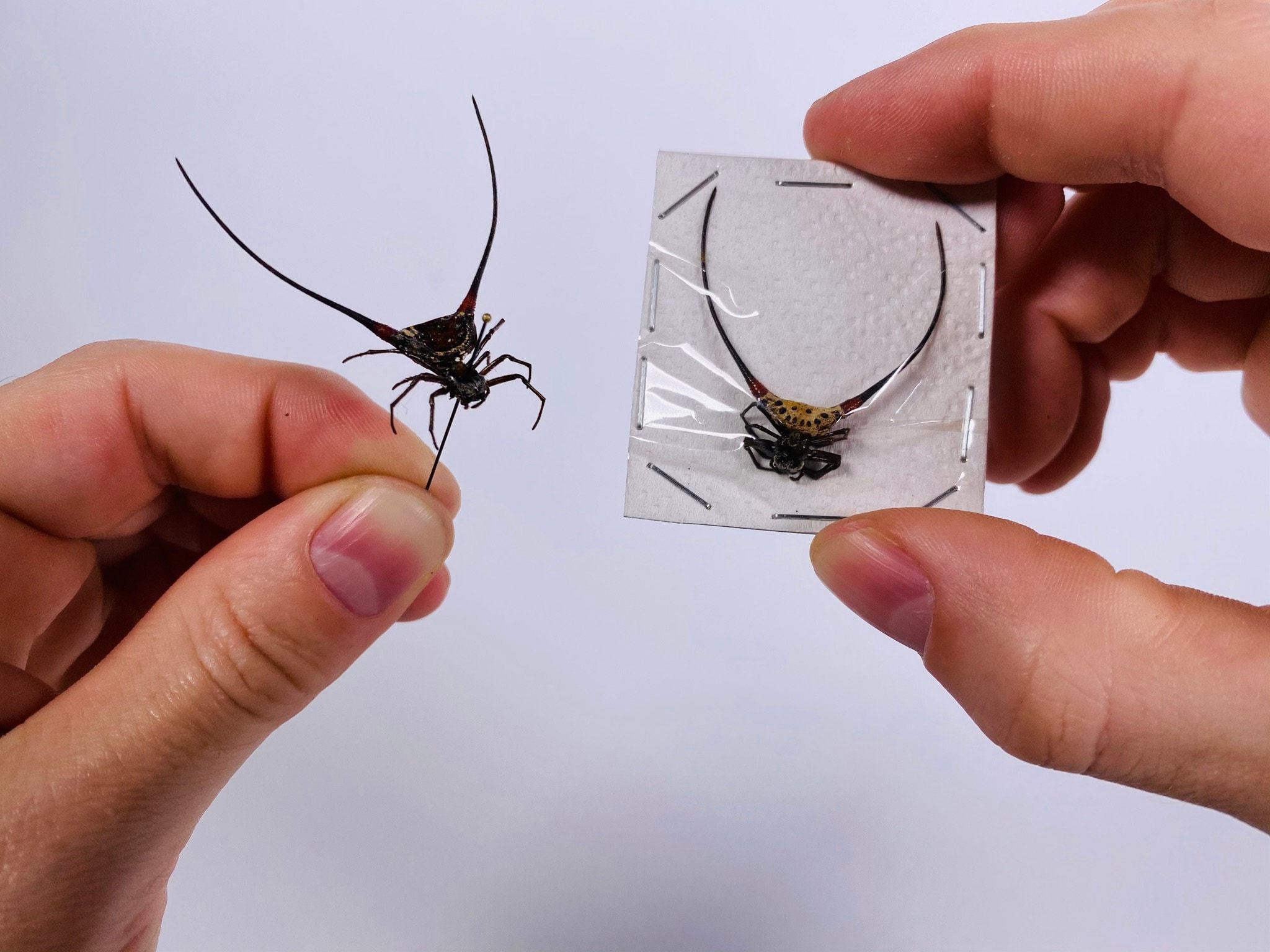 Strange Spinny Spider Gasteracantha Sp. Indonesia - ID for Artwork ...