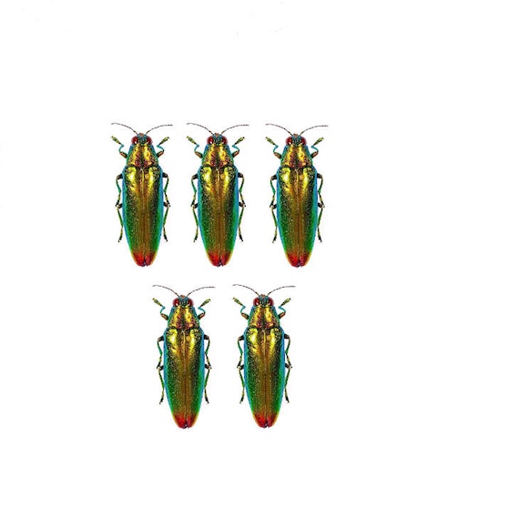 Jonge Gerechtigheid Groene Kever