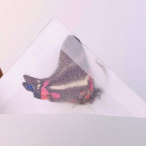 Periander Metalmark Rhetus Periander Butterfly Unmounted for Artwork ...