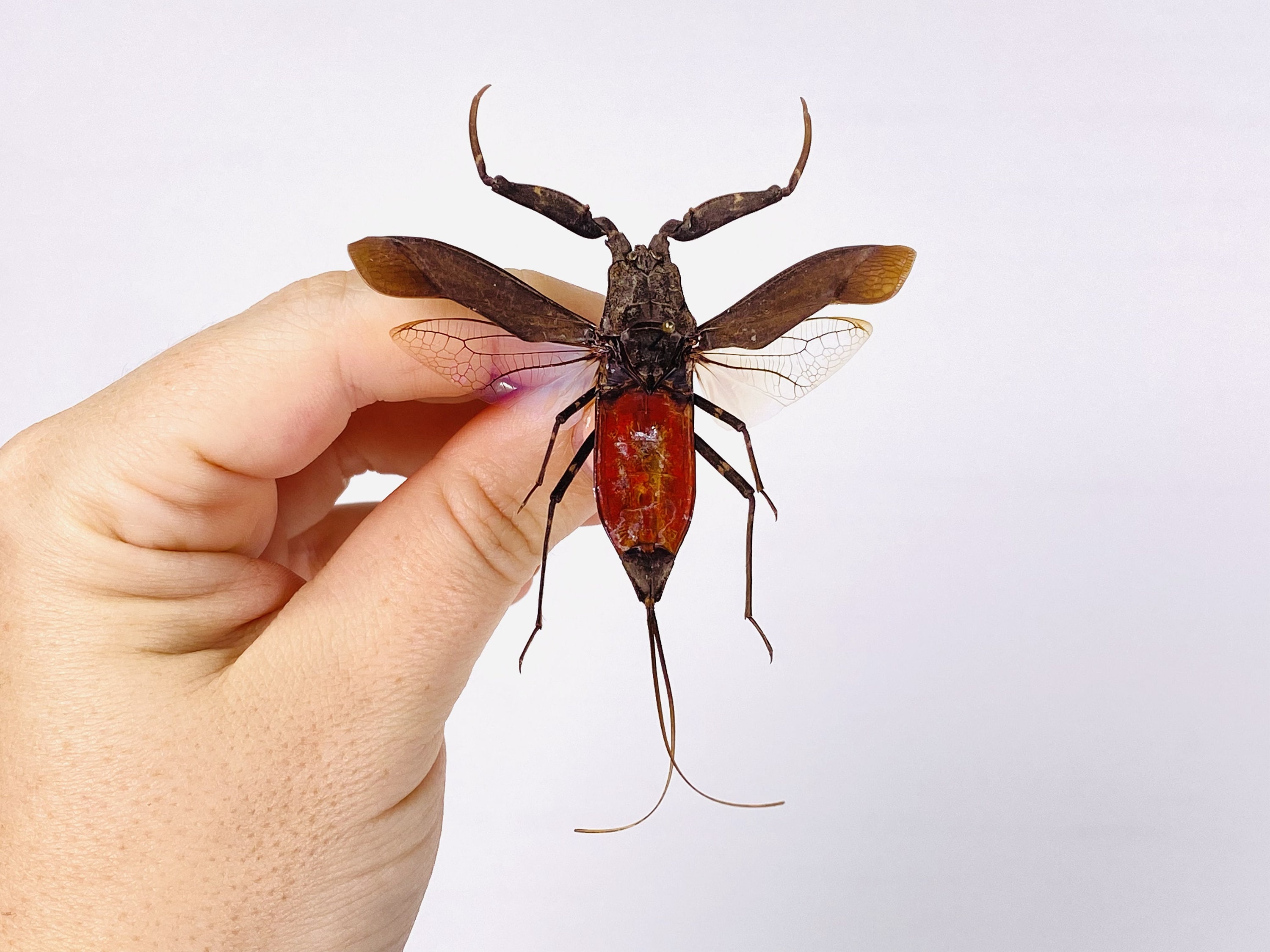 Nepidae Water Scorpion