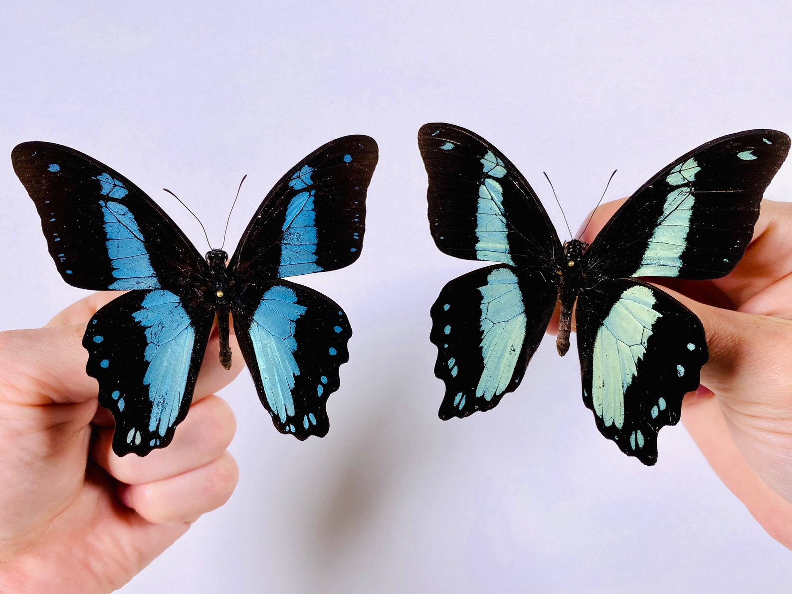 Papilio Bromius or Nireus Butterfly for Insect Artwork, Butterflies ...