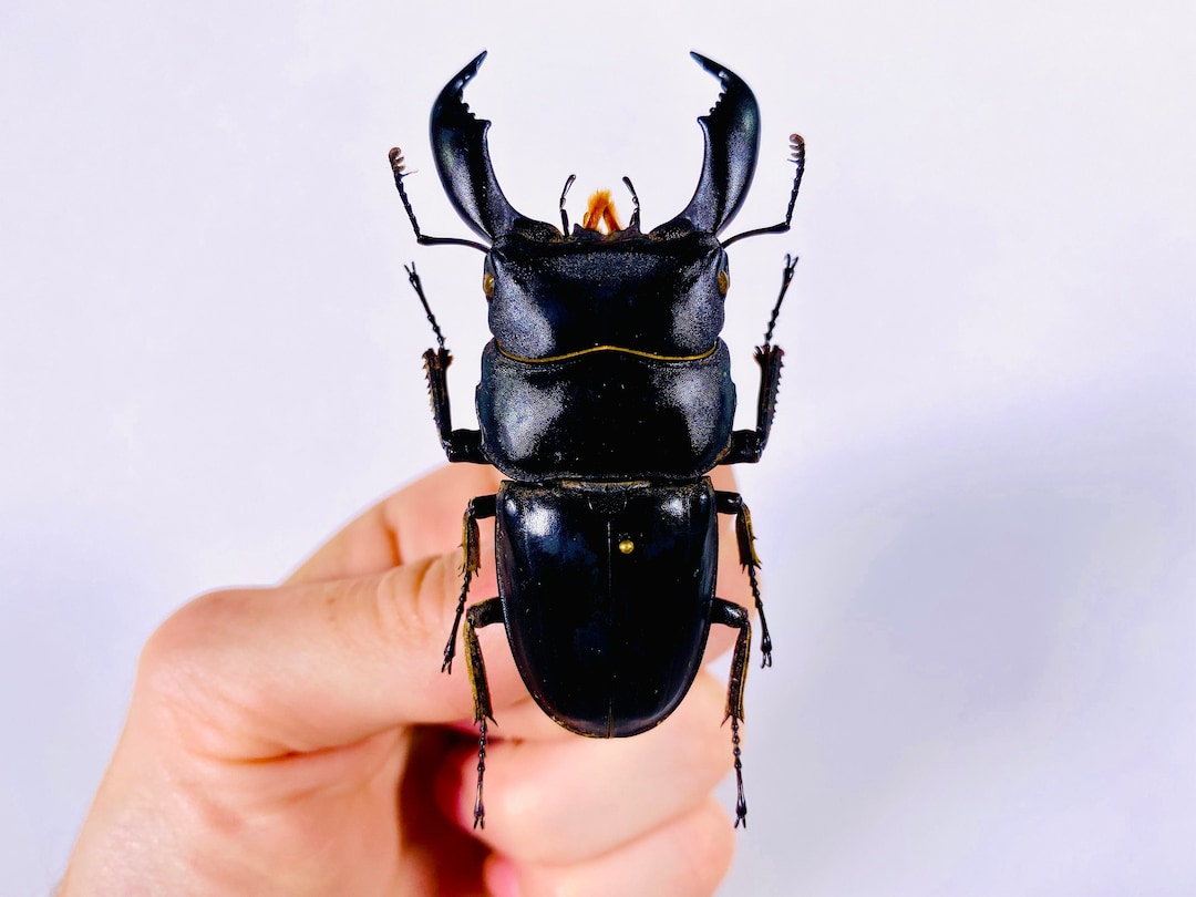 Dorcus Titanus Yasuokai Real Stag Beetle for Insect Artwork ...