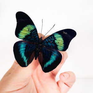 Real Butterfly for Insect Art Project Panacea Prola Peru - PE ...