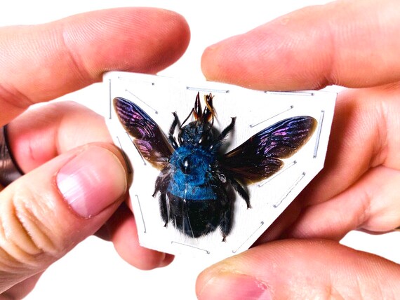 Blue Bumble Bee With Purple Metallic Wings Xylocopa Caerulea | Etsy