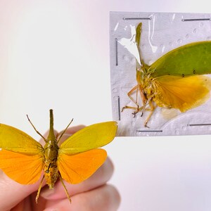 Green Orange Cute Planthopper Saiva Cultellata Spread Insect for ...