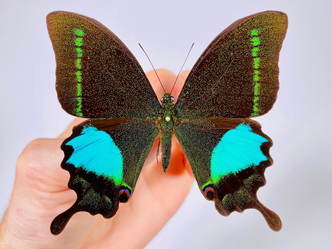 Papilio Paris ID Real Butterfly Unmounted for Artwork Taxidermy Art ...