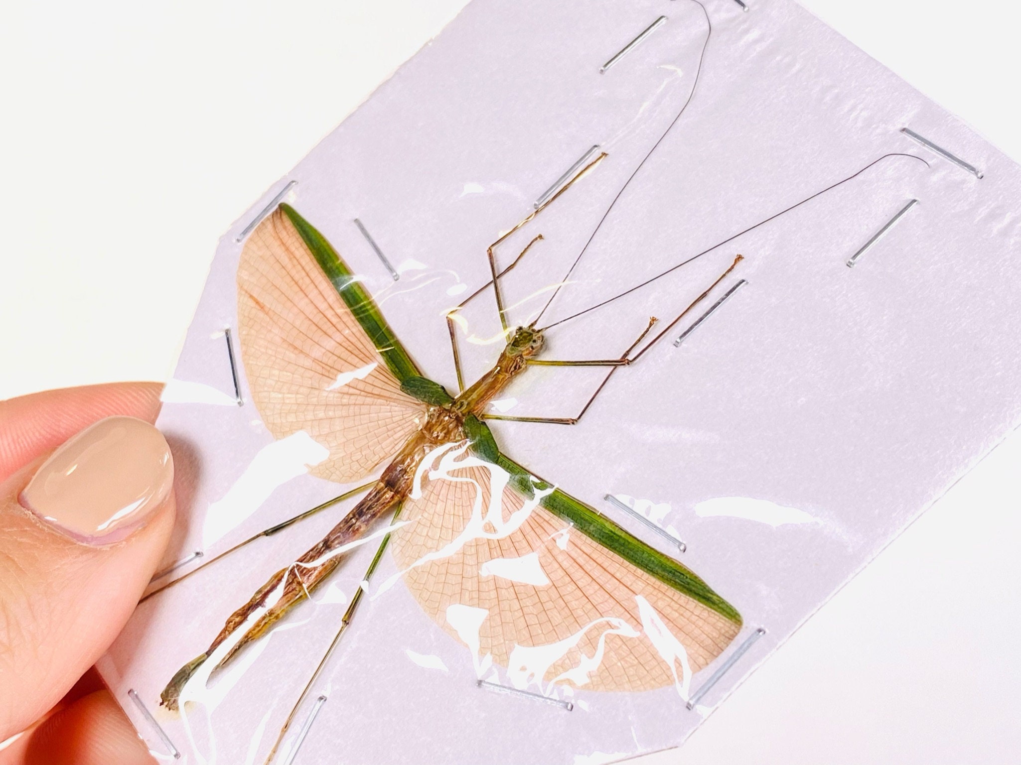 Cute Pink Winged Stick Insect Phasm Necroscia Sp. Unmonted for Artwork ...